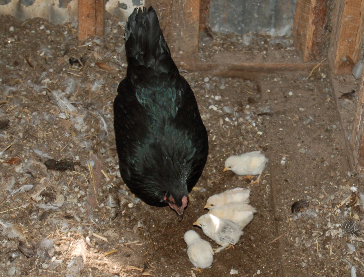 Chaucer’s henpecked husbands – Home Economics