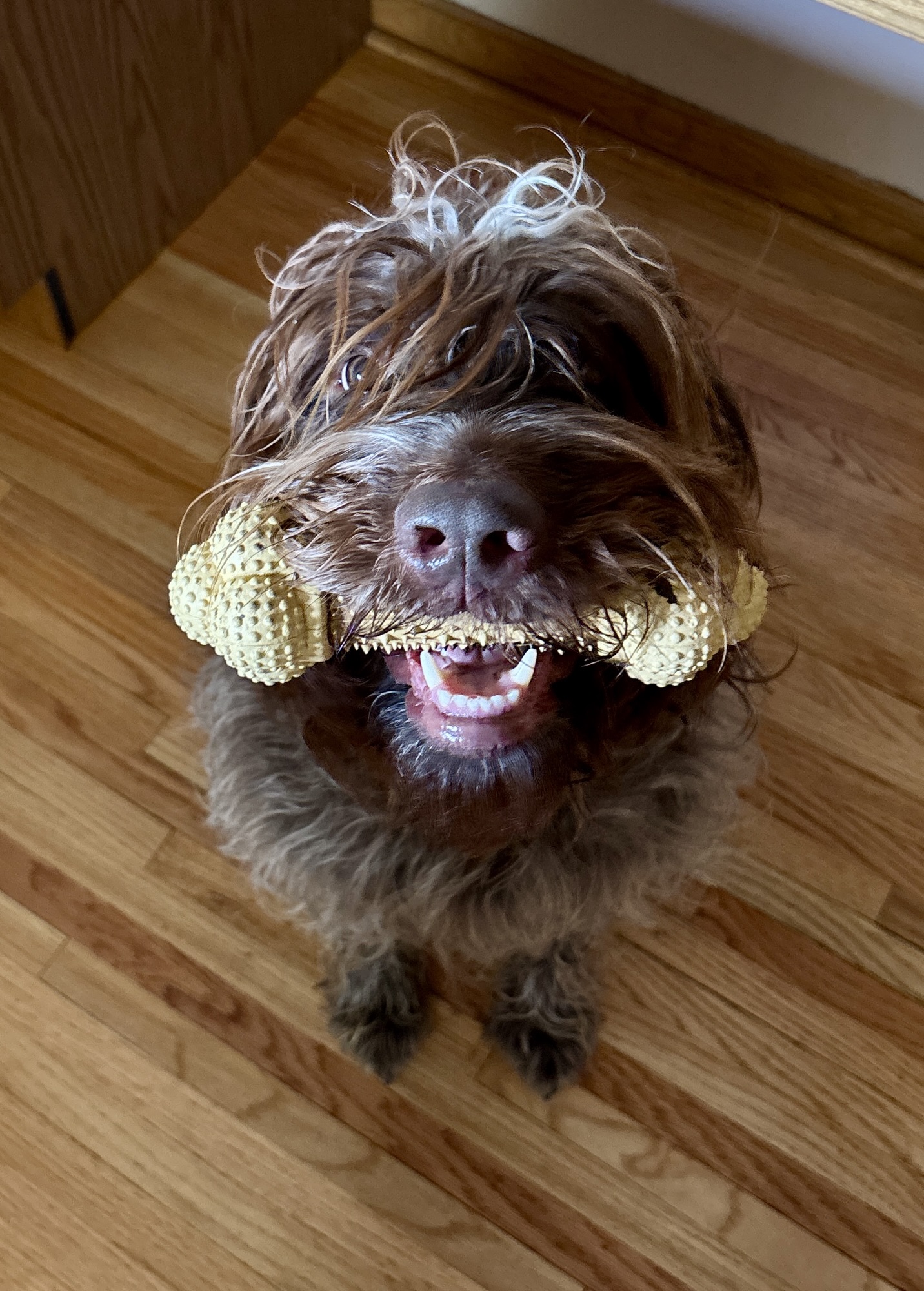 Grok writes a Puppy Poem – Home Economics