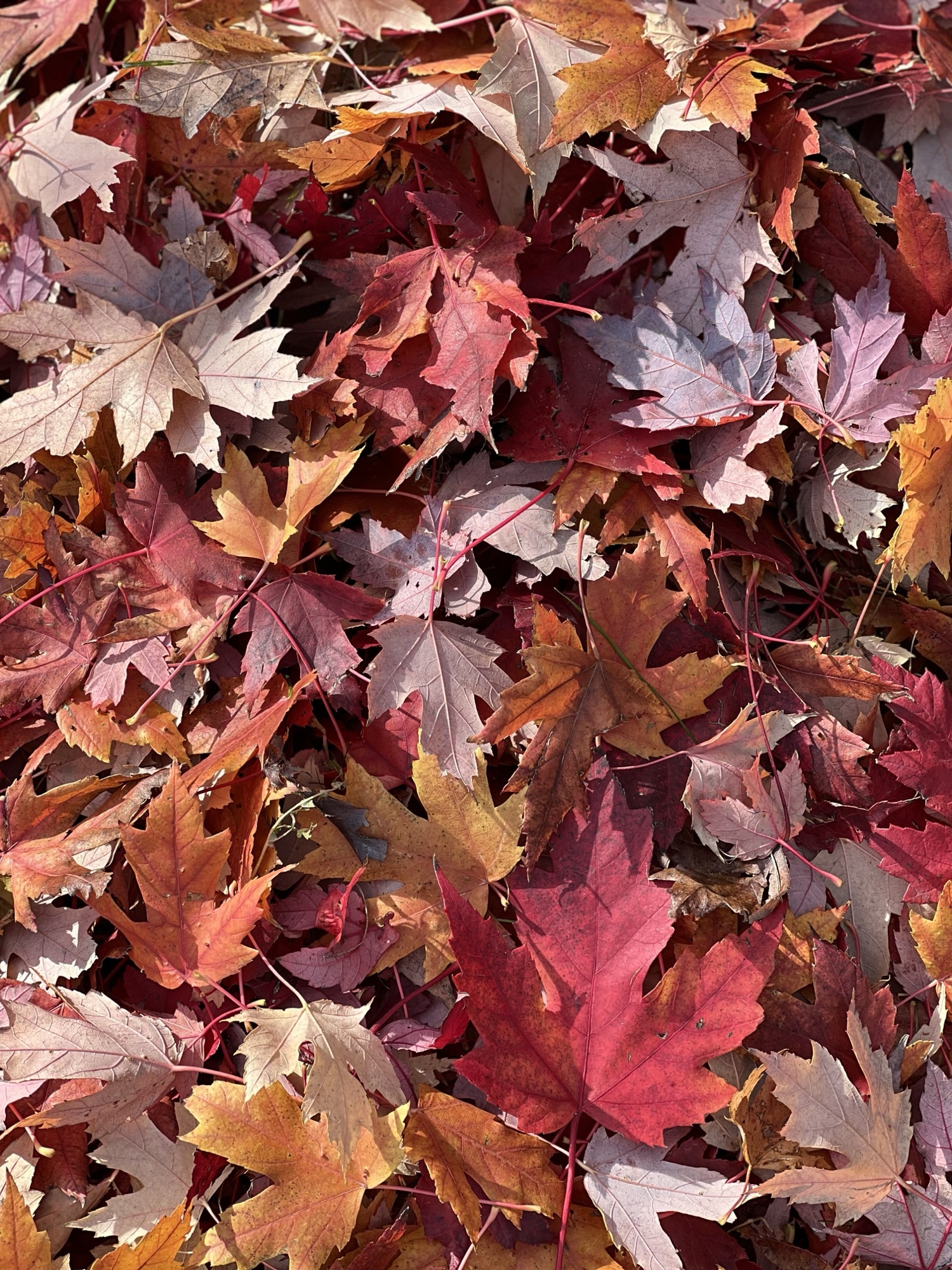 Fall Colors – Home Economics