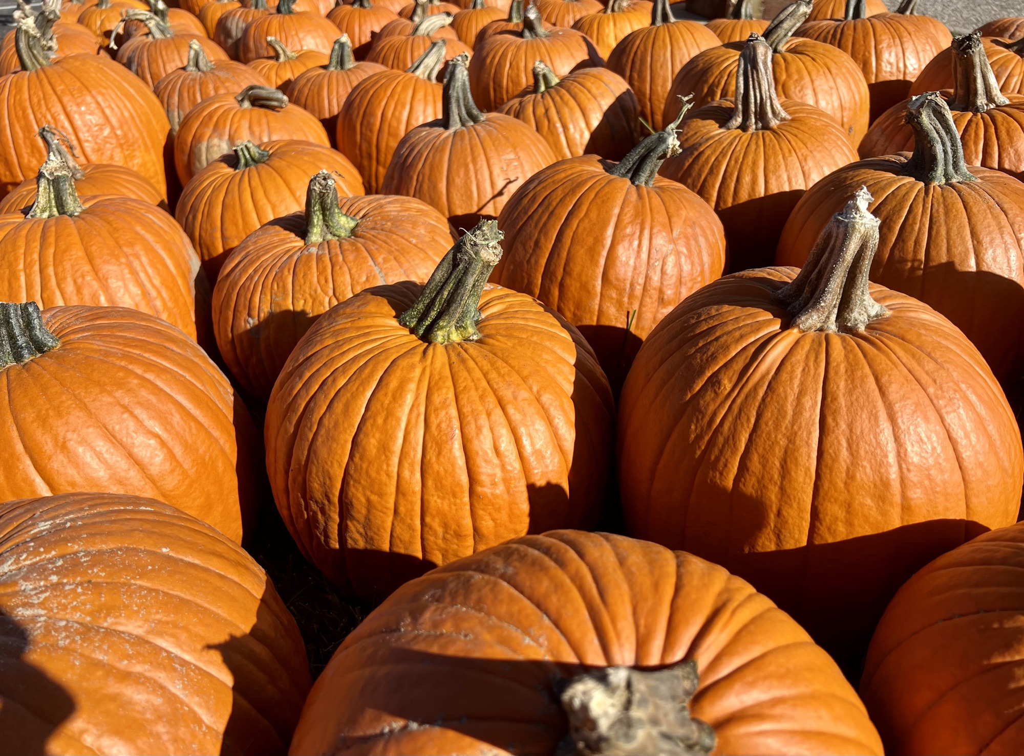 Fall Colors – Home Economics